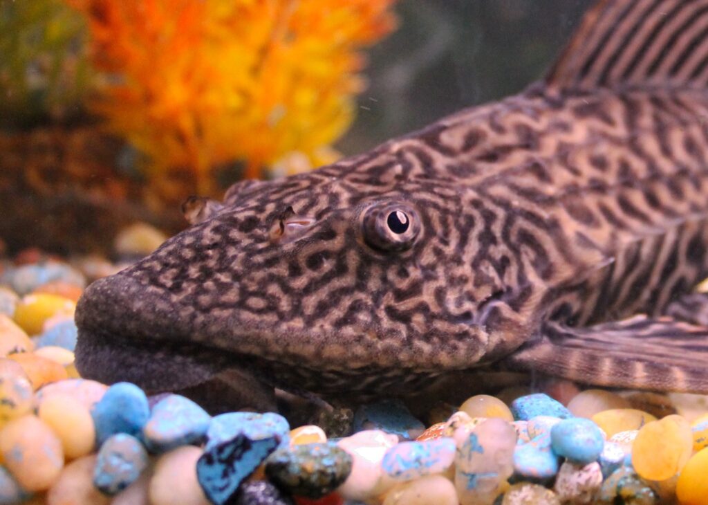 Common Pleco: The Complete Care And Breeding Guide - Fishkeepingfans.com