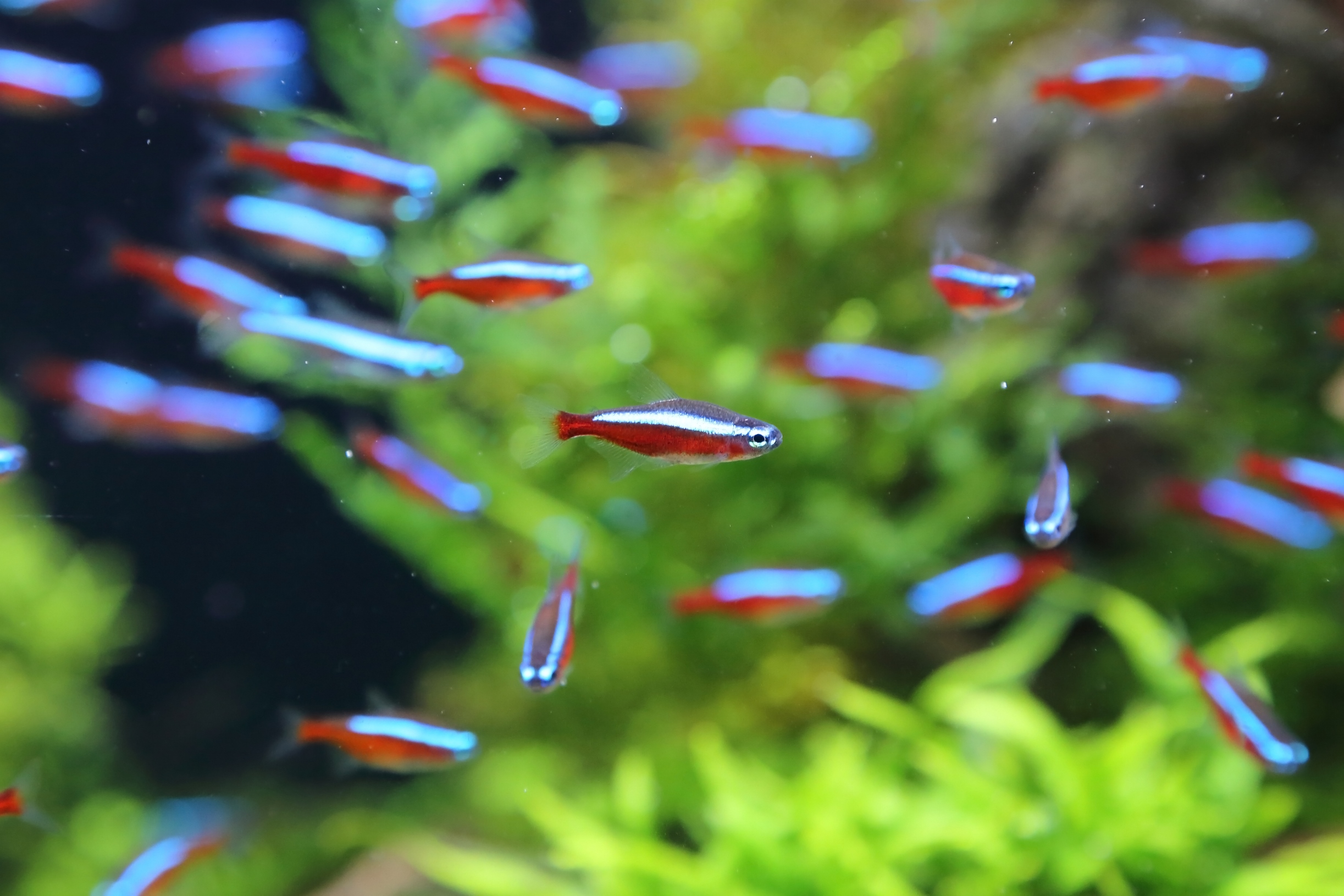 Neon Tetra: The Complete Care And Breeding Guide - Fishkeepingfans.com