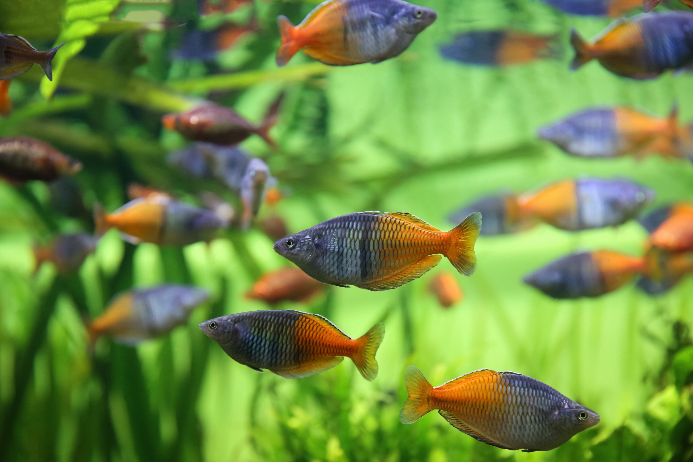 Boesemani Rainbowfish The Complete Care And Breeding Guide