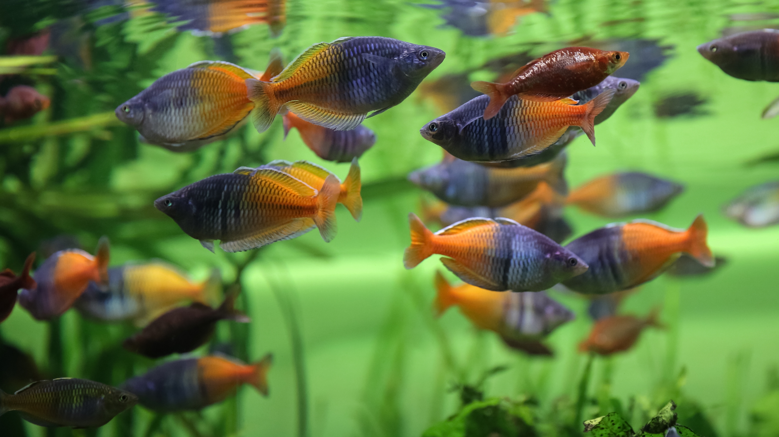 Boesemani Rainbowfish The Complete Care And Breeding Guide