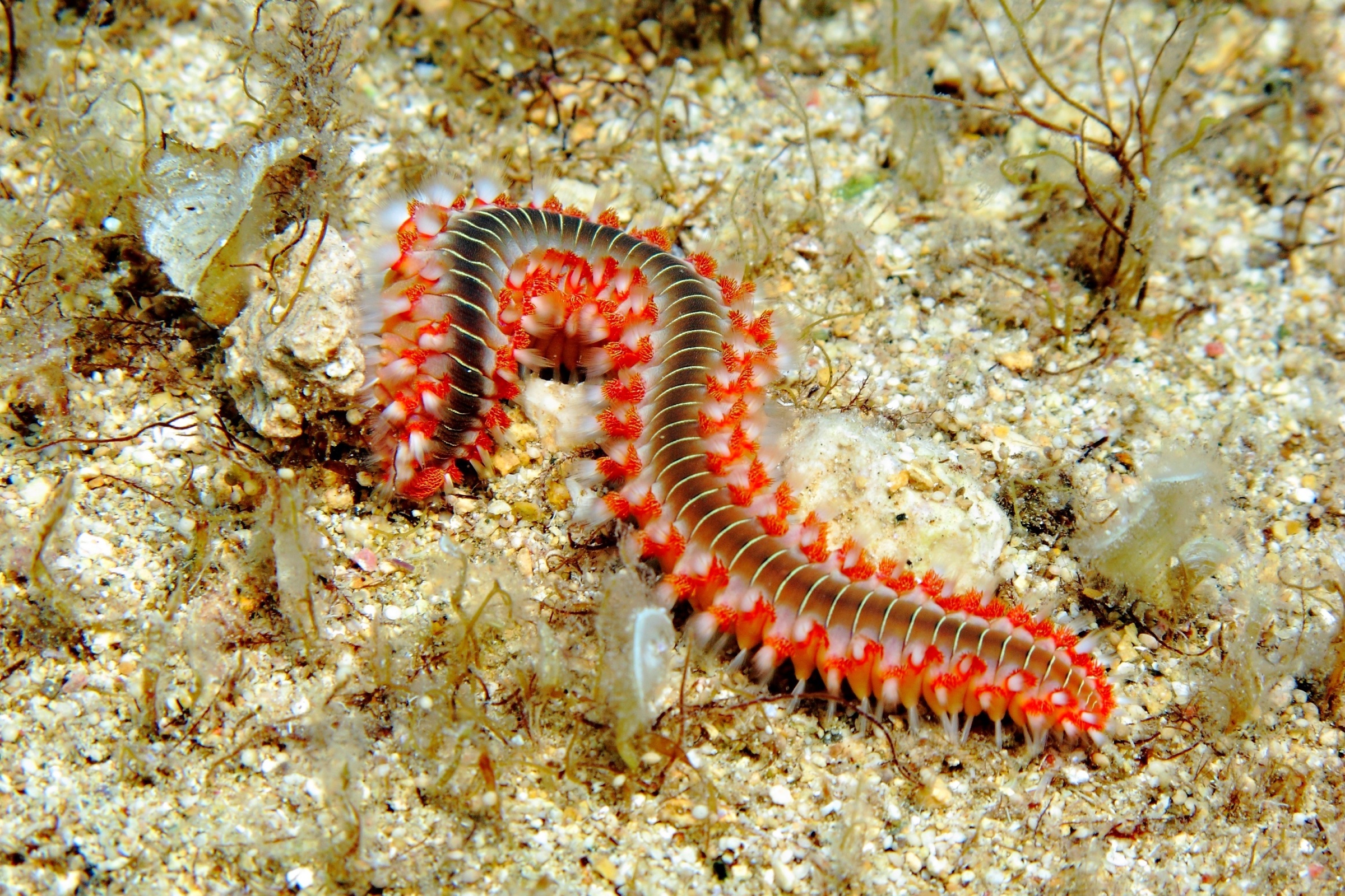 Red Bristle Worms