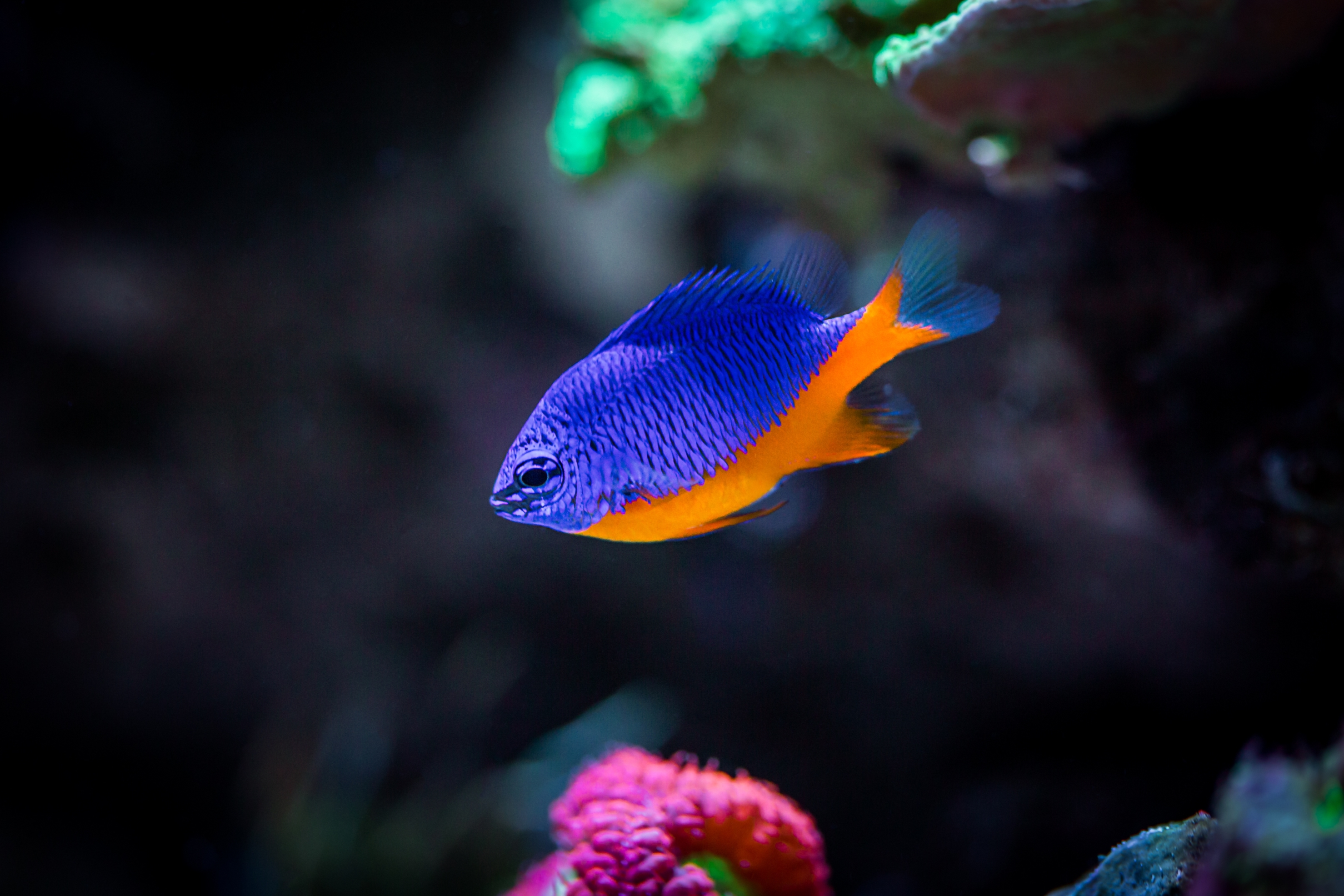 Damselfish The Complete Care And Breeding Guide Fishkeepingfans